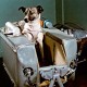 LAIKA, the dog – a sacrifice to science, on a one-way mission to space ...
