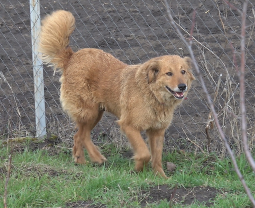 Indy_howl_of_a_dog « Howl Of A Dog – Animal Rescue Organization